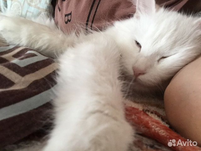 Кошка в дар бесплатно