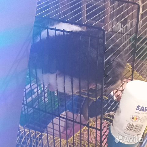 Крыса с клеткой