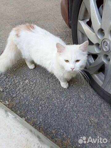 Необыкновенный кот