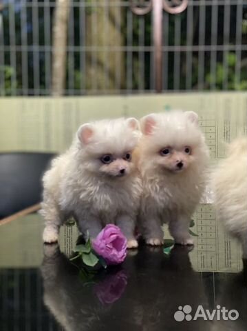 Померанский шпиц, мини мишки