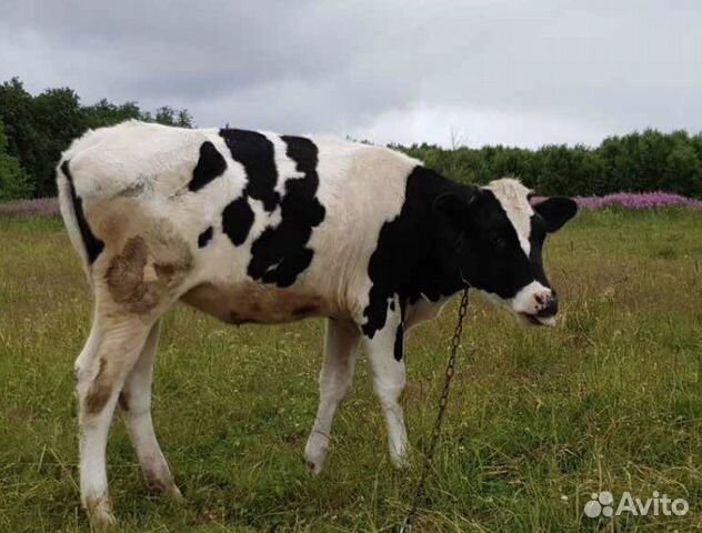 Телочка Голштинской породы