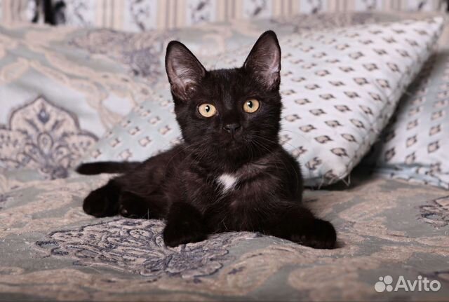 Кошки в добрые руки бесплатно