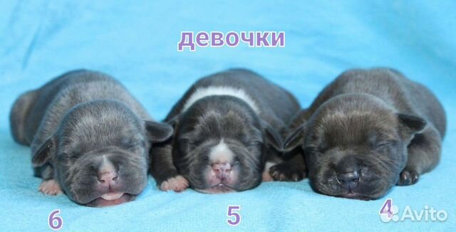 Шикарные голубые щенки аст