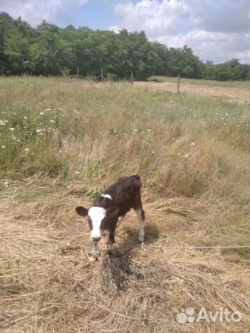 Коровы дойные молочные и тёлки 3 -ёх месячные