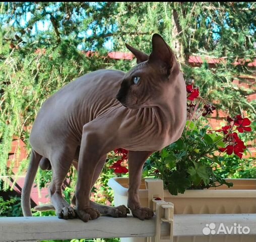 Канадский сфинкс - красавец (вязка)