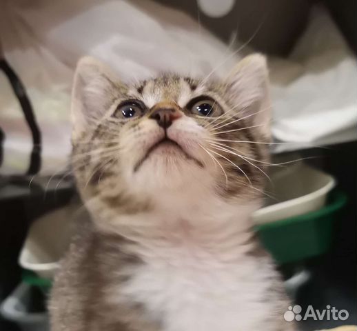 Котенок