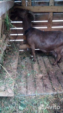 Зааненский козел и коза