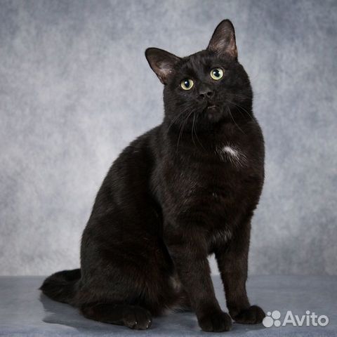 Ласковый черный кот Пантелей