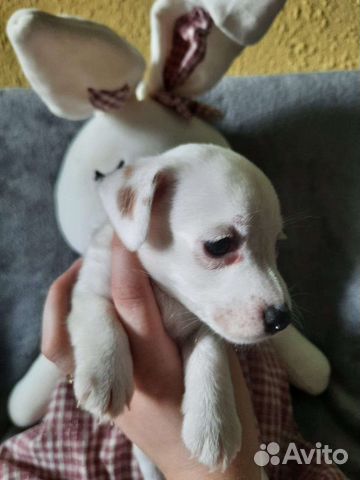 Джек Рассел терьер