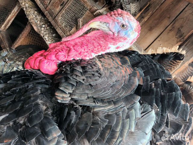 Семья индюков