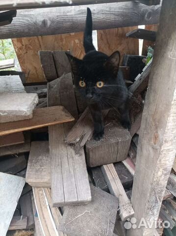 Котик 4 месяца