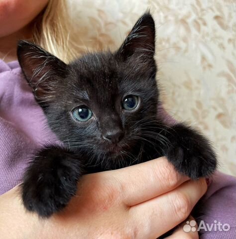 Котенок, мальчик, 1,5 месяца