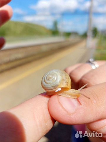 Древесные улитки