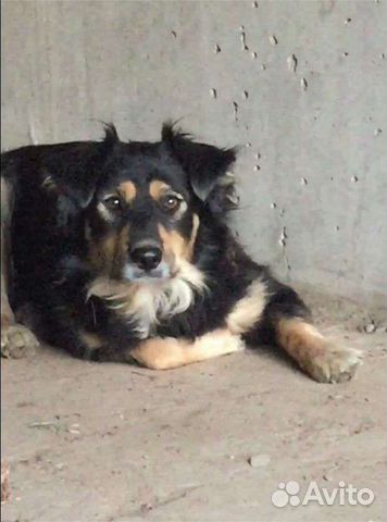 Собаки бесплатно в добрые руки