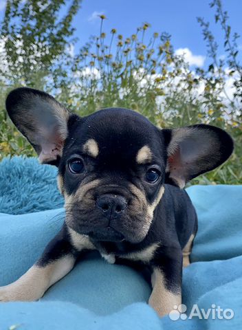 Щенки французского бульдога