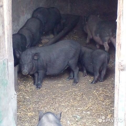 Свинки и кострировынные кабанчики