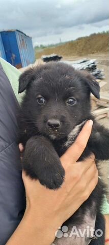 Собака