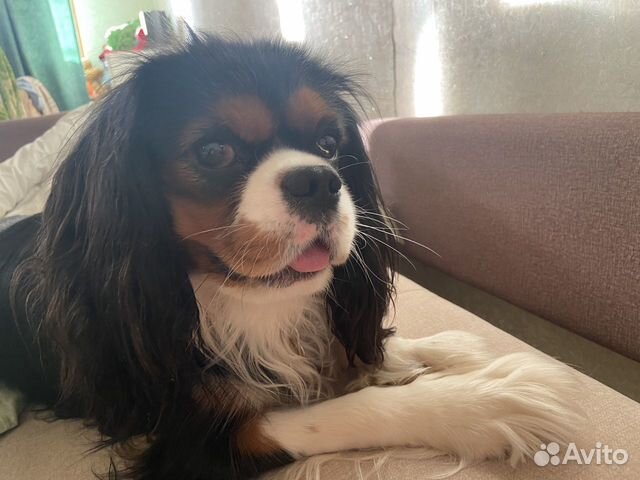 Ищем неспешно хозяина Кавалер Кинг Чарльз спаниелю
