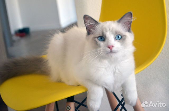 Очаровашка RagDoll, клубная девочка