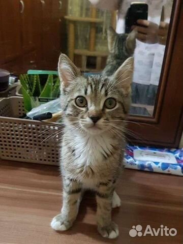 Ласковый котенок шпротик шотик 2,5мес мальчик Арчи