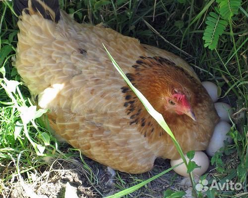 Наседка с цыплятами из зеленого яйца