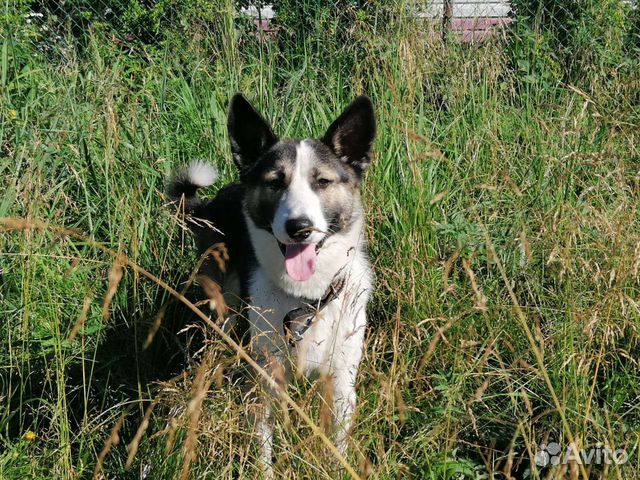 Фенотип Лайка