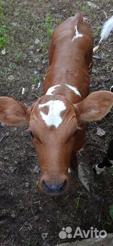 Продажа телят