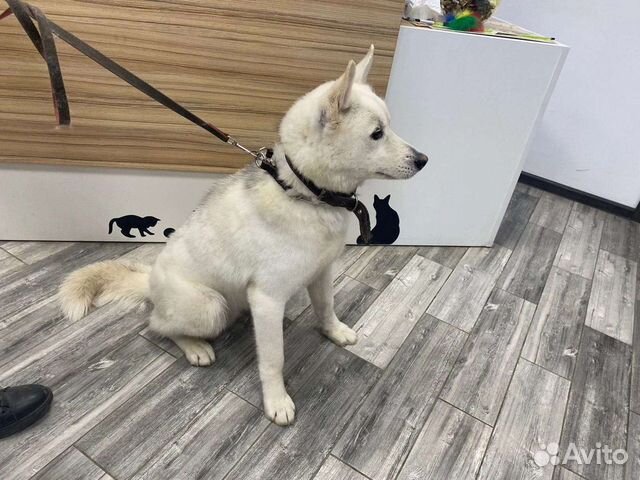 Собака Кобель Вольт