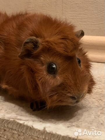 Морская свинка спасёныш с непростой судьбой