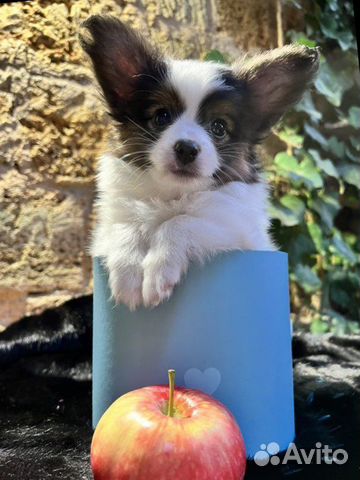 Щенок папийона