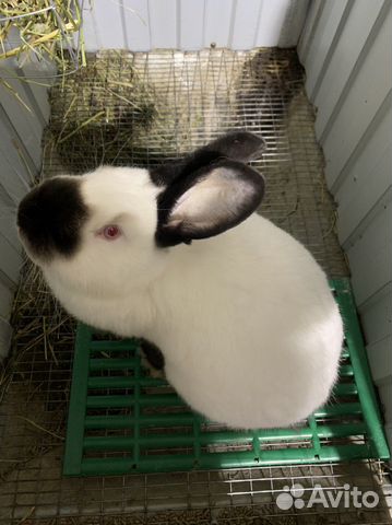 Калифорнийские кролики