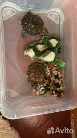 Красноухие черепахи