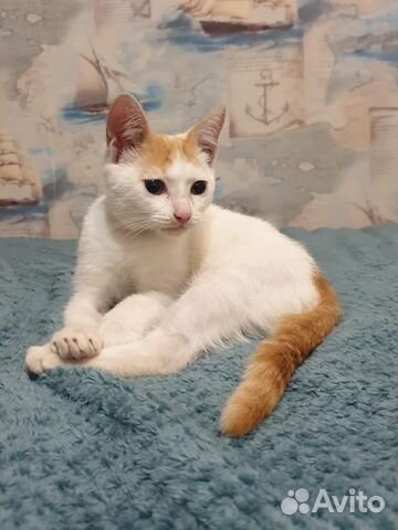 Котёнок Марсик ищет хозяина. В хорошие руки