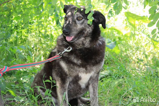 Собачке нужен дом