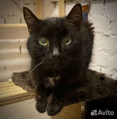 Котодети из приюта ищут своих родителей