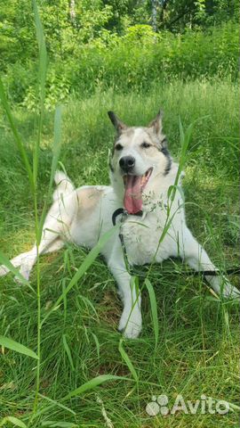 Собака Клёпка ищет дом