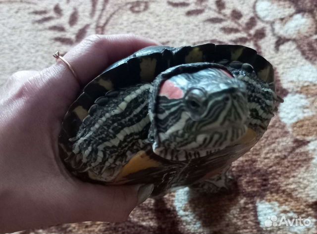 Красноухая черепаха бесплатно