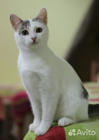 Кошечка Адель ищет дом