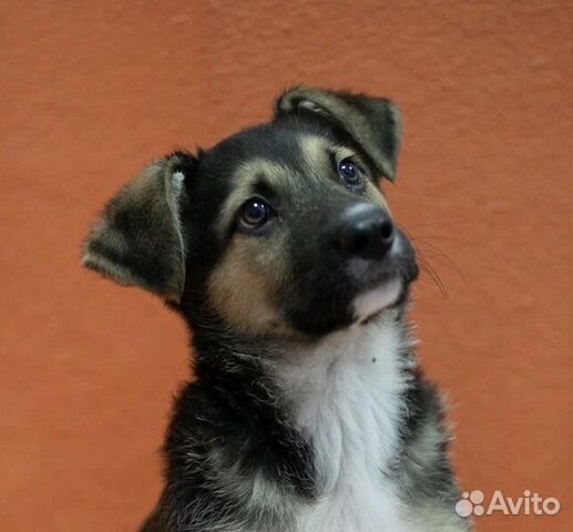 Рик умный щенок в дар