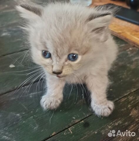 Котенок бесплатно