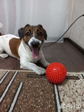 Джек рассел терьер. Ищем невесту. Вязка 5 т.р