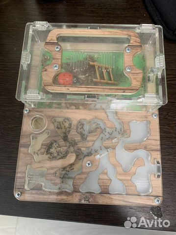 Муравьиная ферма с муравьями