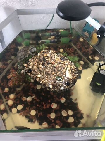 Водяные черепашки красноухие