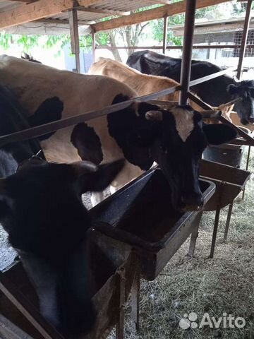 Коровы дойные