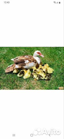 Индоутята разновозросные