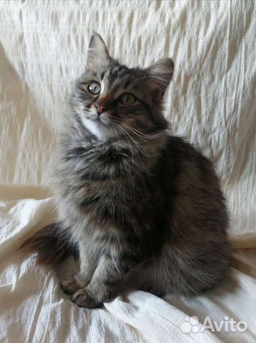 Кошка Лиза в дар. Доставка