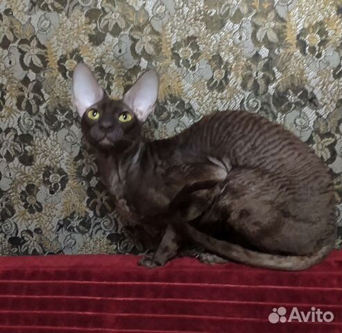 Корниш-рекс котик
