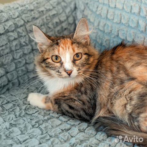 Сибирская пушистая трехцветная кошка Ксюша в дар