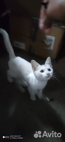 Котенок в добрые руки