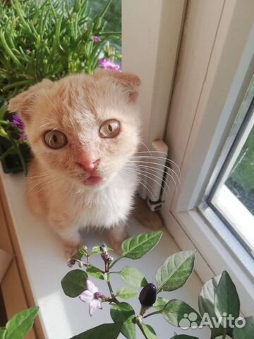 Вислоухий котенок-мальчик